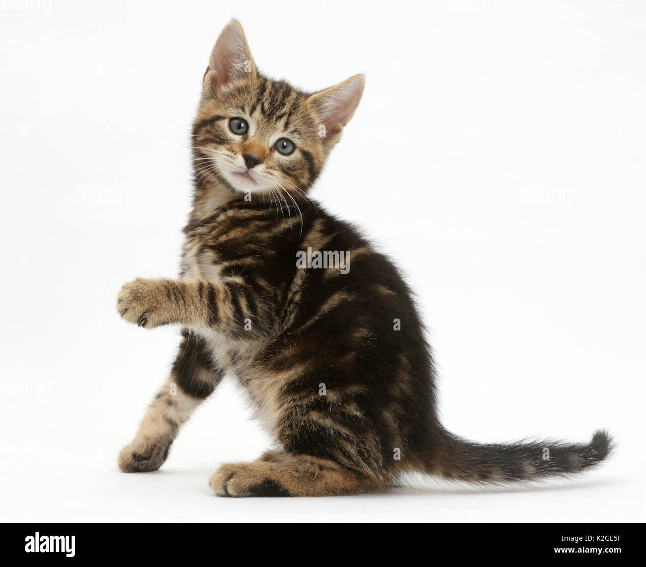 Cat paw raised hi-res stock photography and images - Alamy