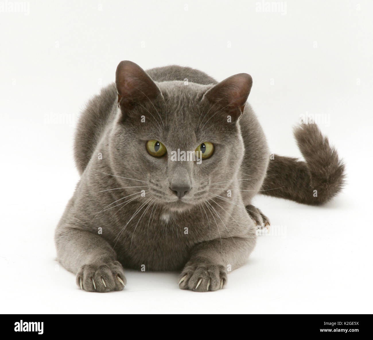 Tonkinese cats portraits hi-res stock photography and images - Alamy