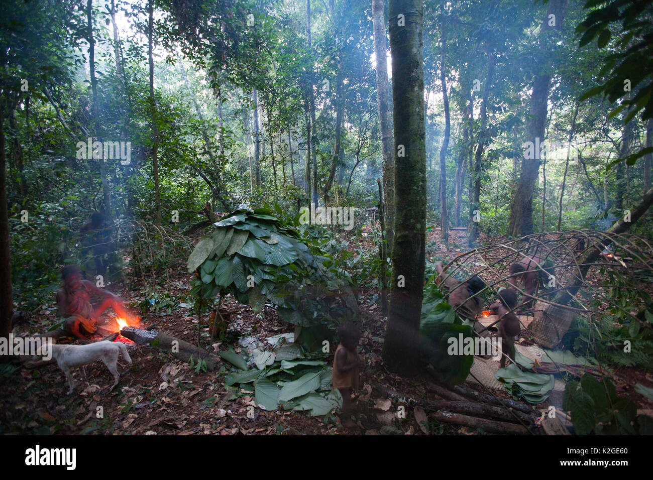 Baka women using Ngongo (Megaphrynium macrostachyum) leaves to make ...