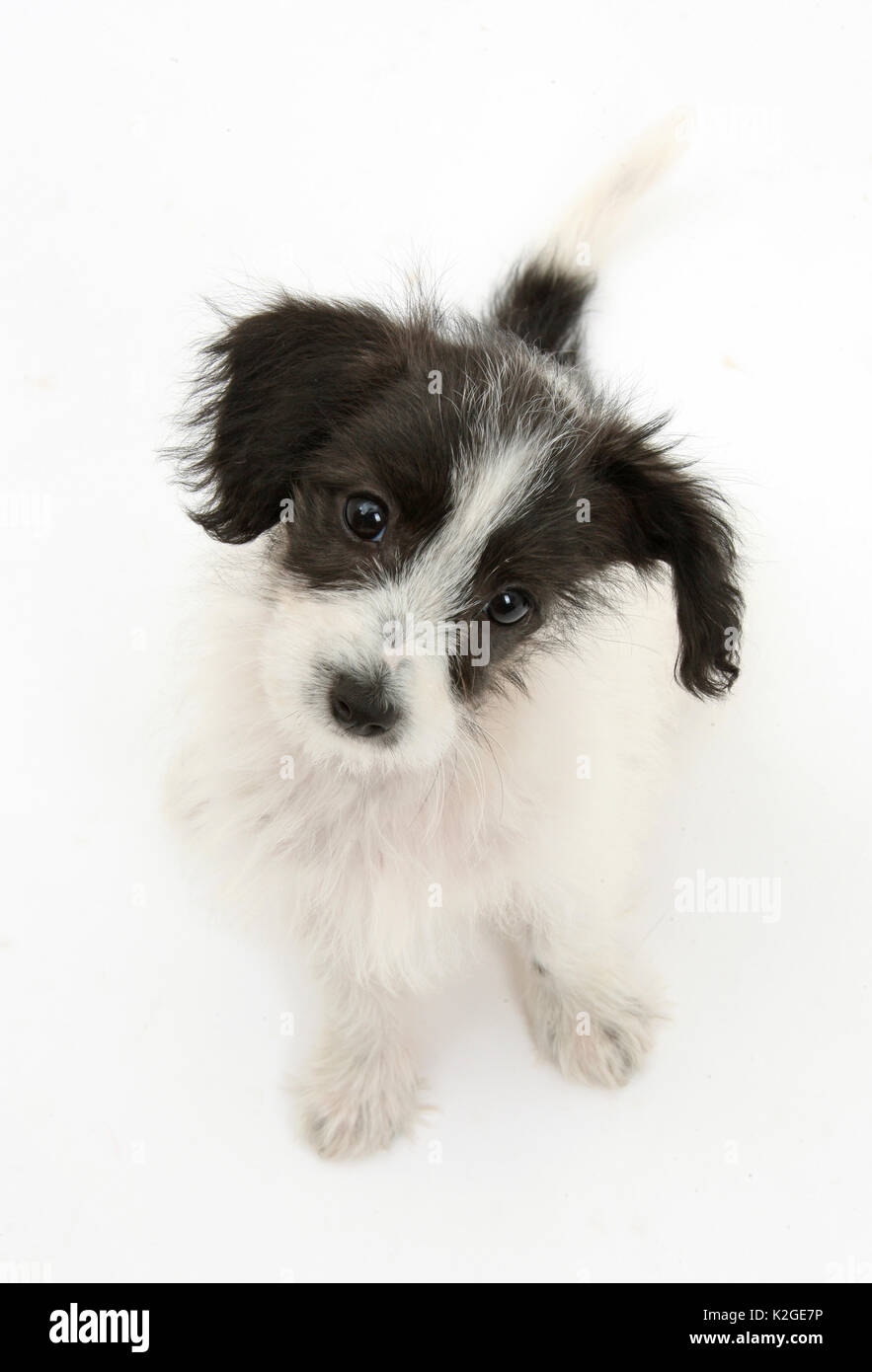 Black and white Jack-a-poo dog, Jack Russell cross Poodle pup, 8 weeks ...