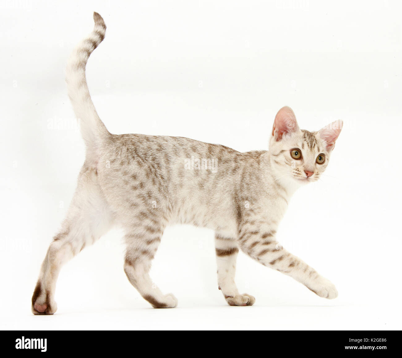 Kittens walking hi-res stock photography and images - Alamy