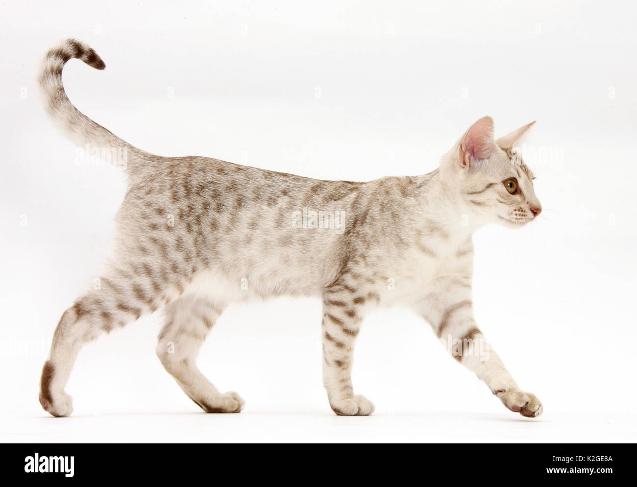 Kitten walking side view hi-res stock photography and images - Alamy