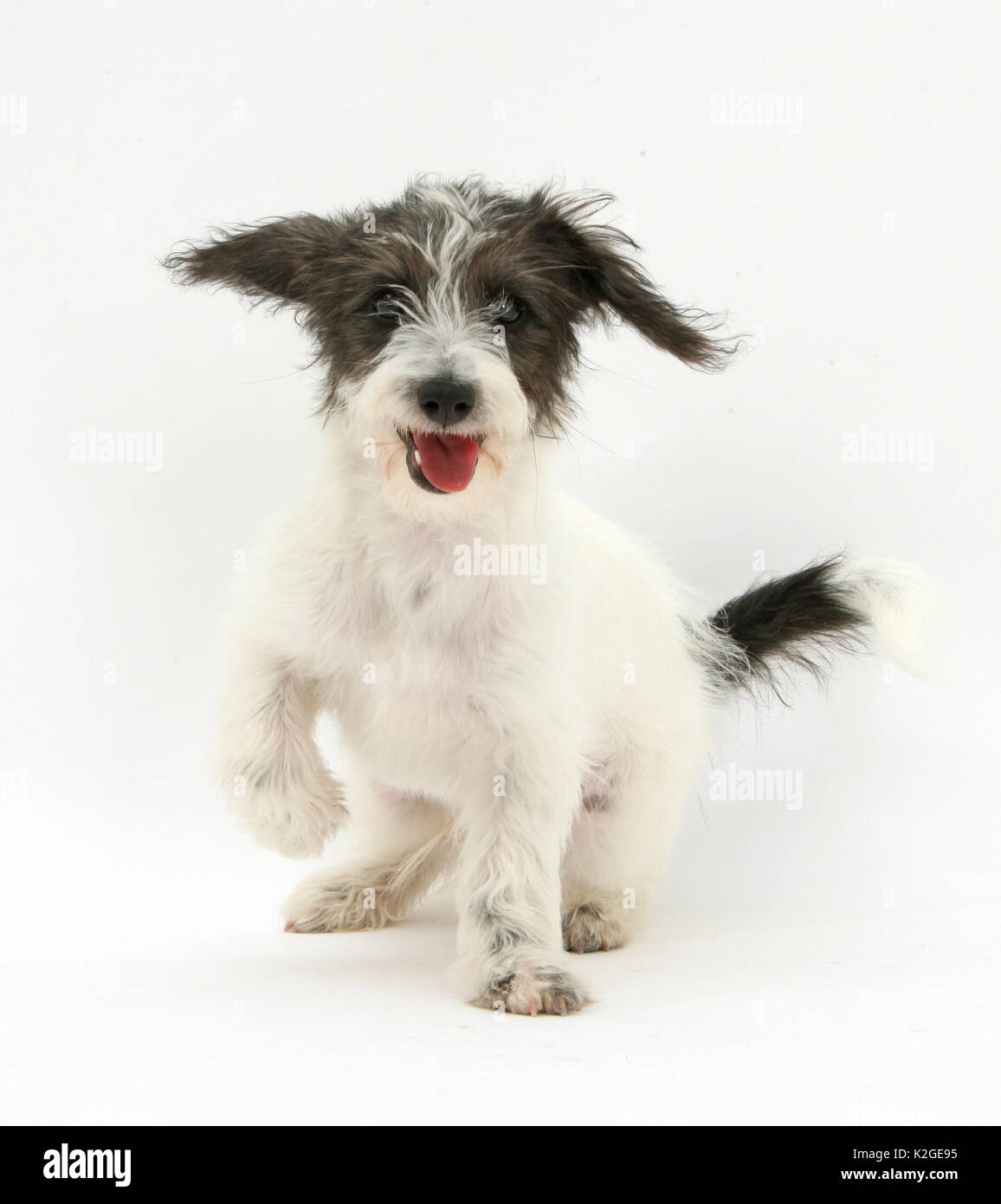 Black-and-white Jack-a-poo, Jack Russell cross Poodle puppy panting ...