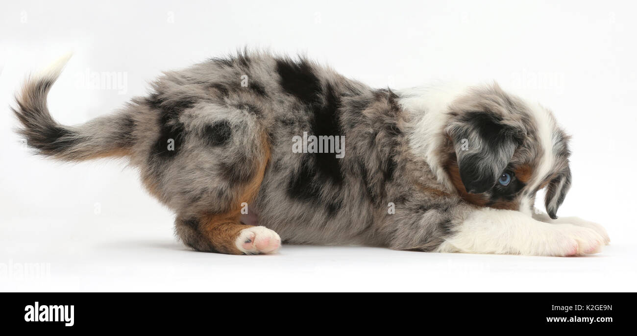 Dog play bow hi-res stock photography and images - Alamy