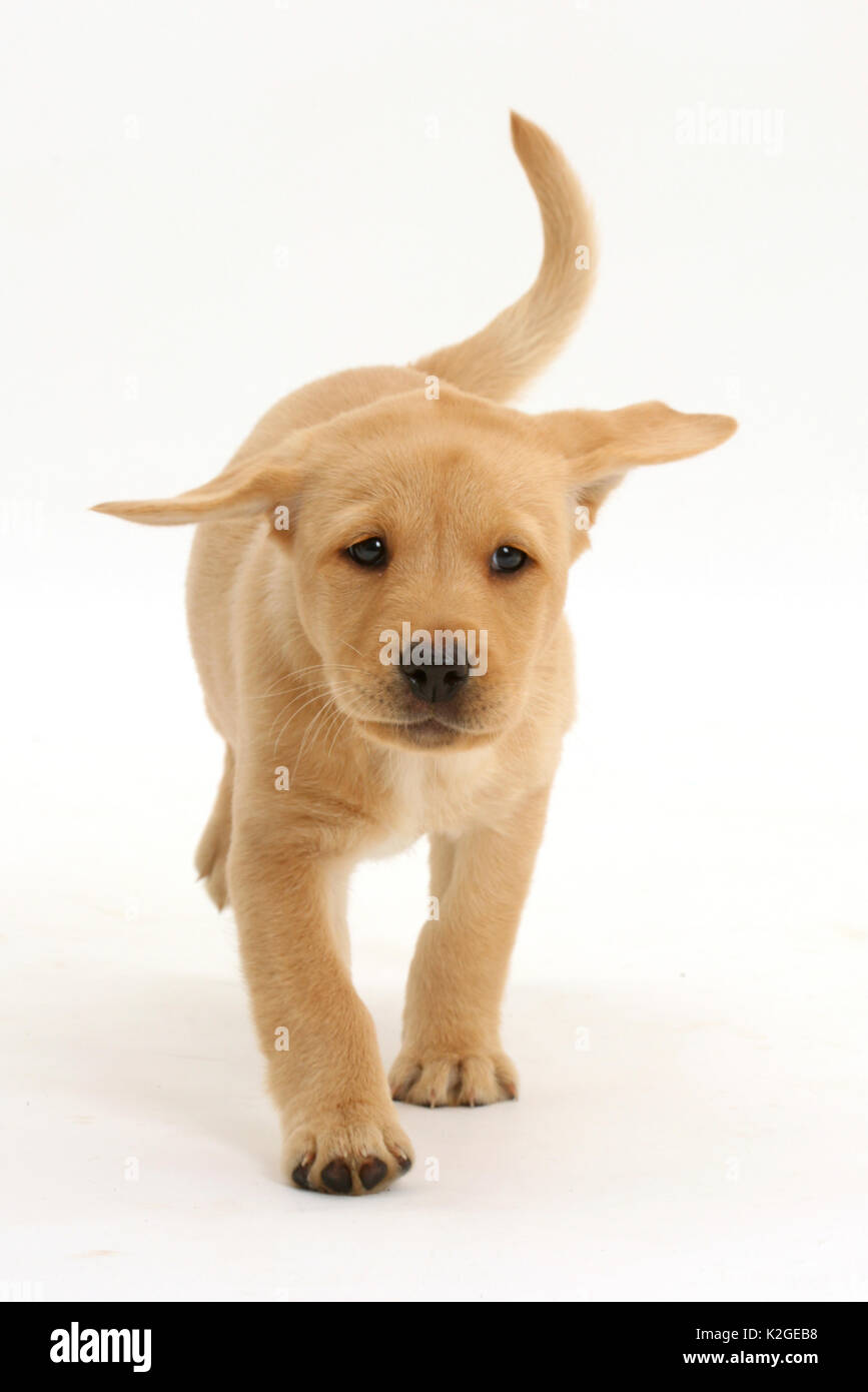 Yellow labrador retriever puppy, age 8 weeks, walking Stock Photo - Alamy