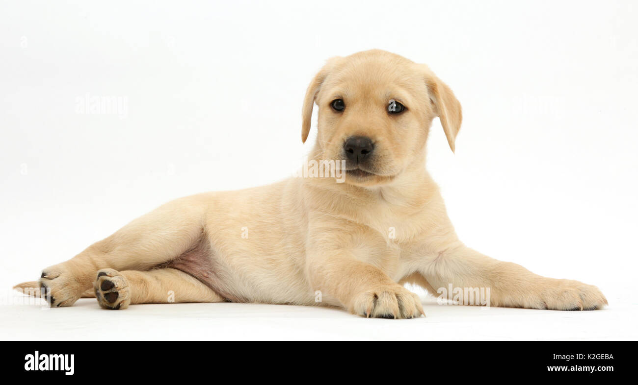 Labrador puppy head hi-res stock photography and images - Alamy