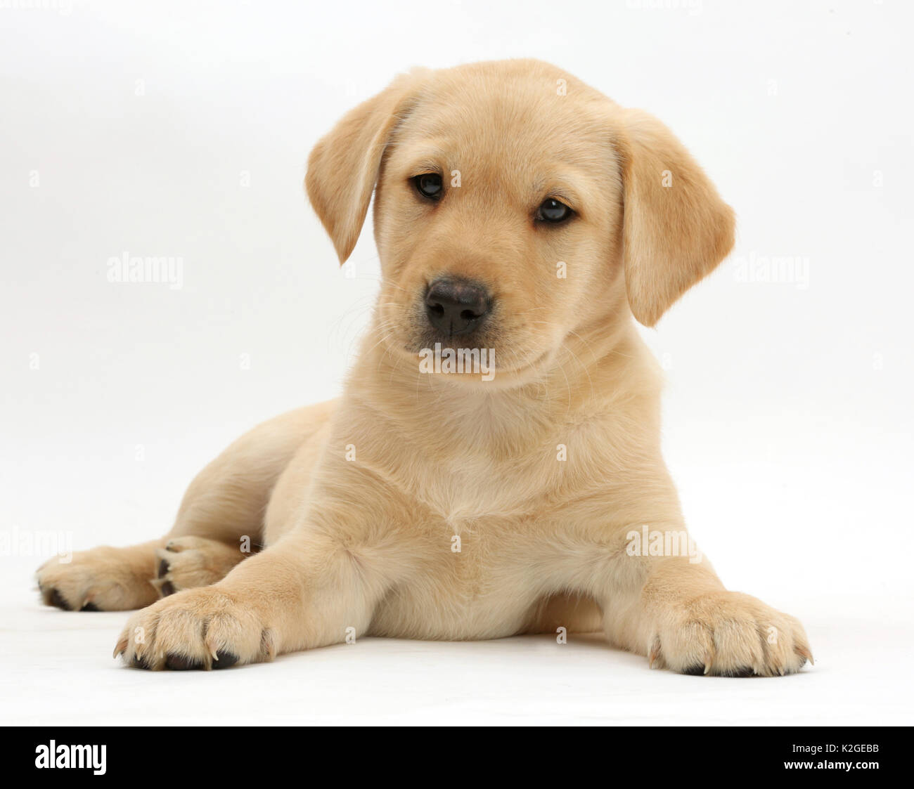 At What Age Is A Yellow Labs Full Grown