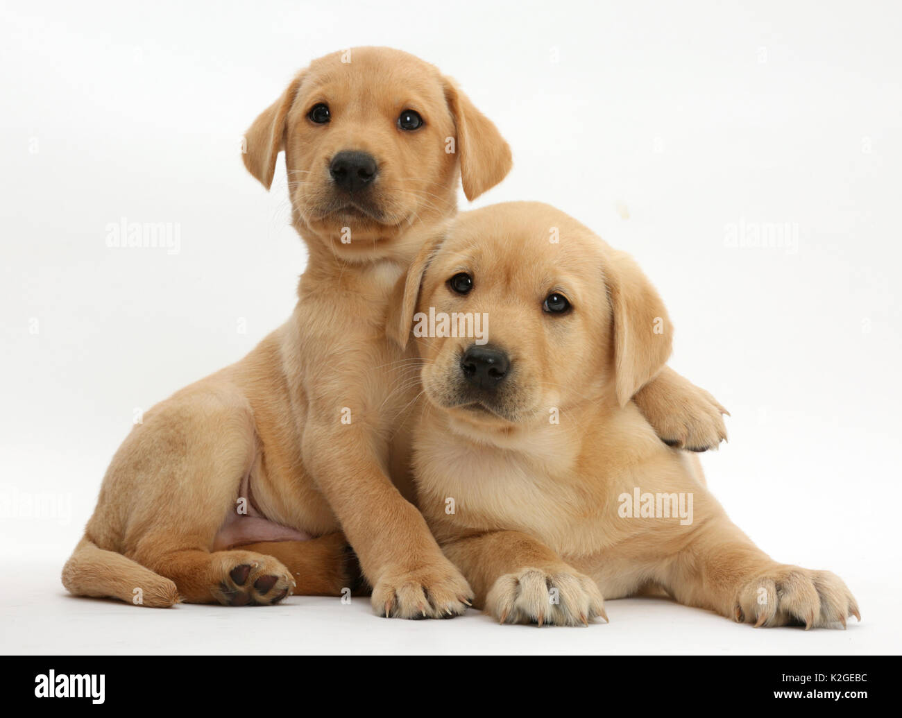 Yellow labrador retriever puppies, age 8 weeks, resting together Stock ...