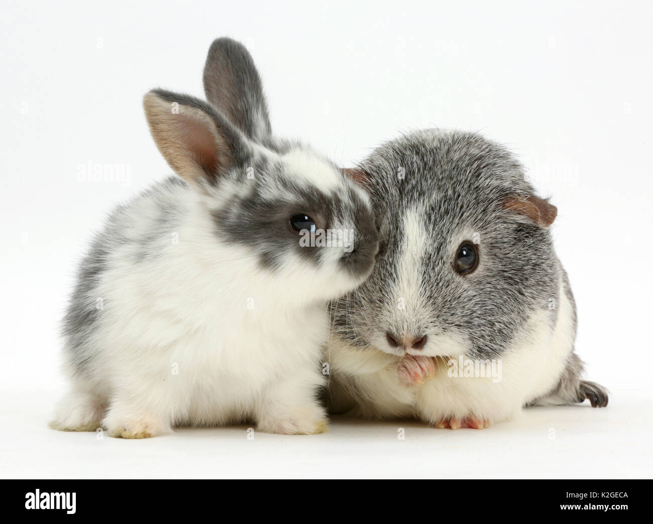 Young rabbit and guinea pig Stock Photo - Alamy