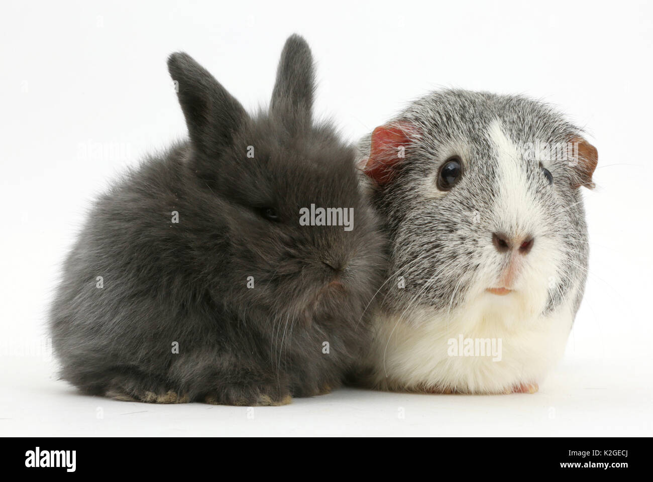 Young rabbit and guinea pig Stock Photo - Alamy
