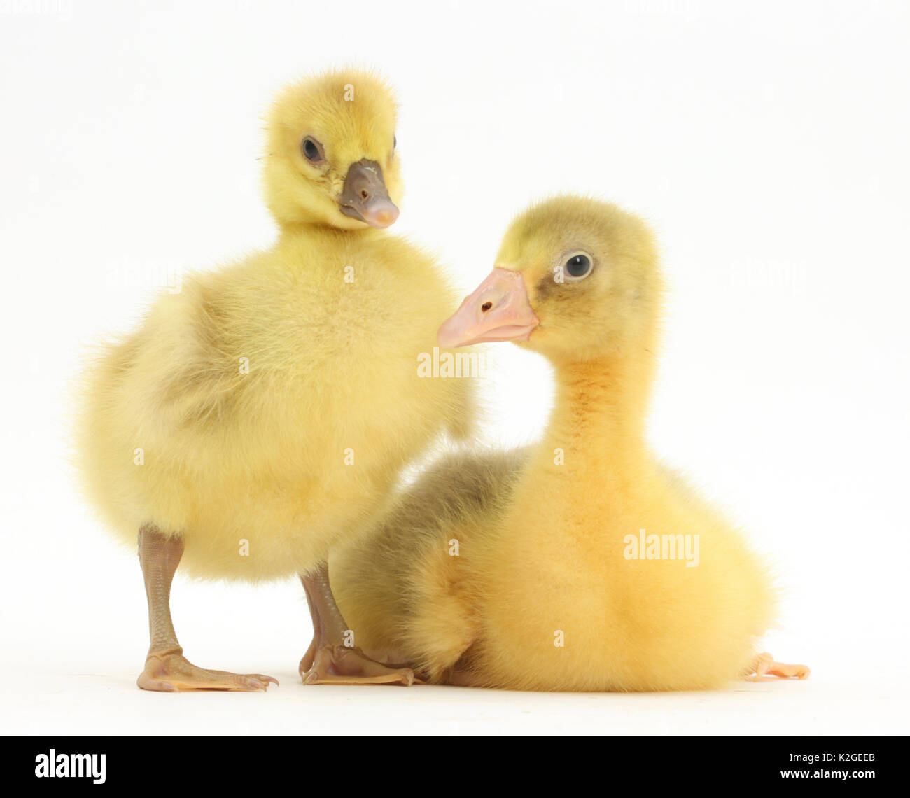 White domestic embden goose Cut Out Stock Images & Pictures - Alamy White domestic embden goose Cut Out Stock Images & Pictures - Alamy