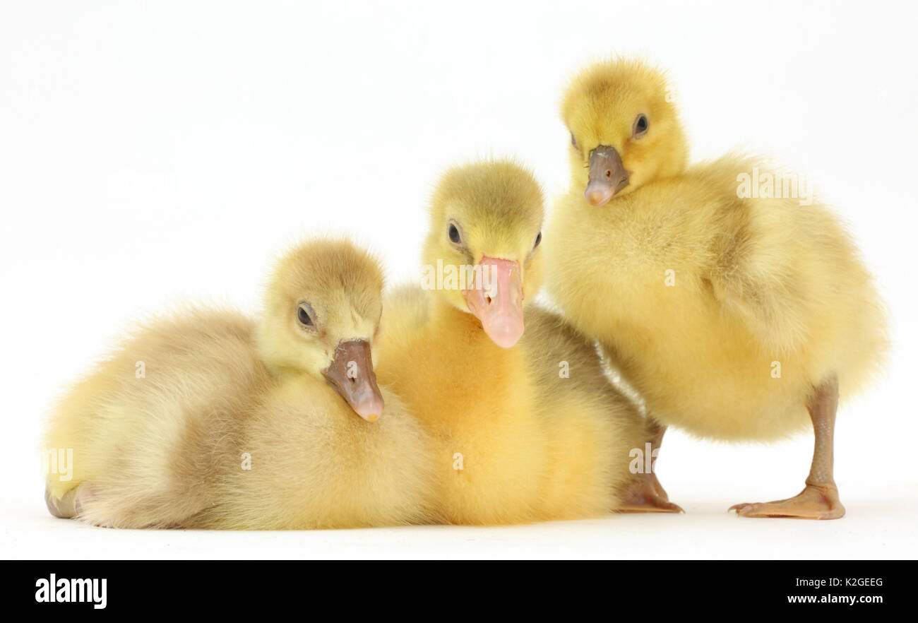 Three domestic goose, Embden x Greylag, goslings Stock Photo - Alamy