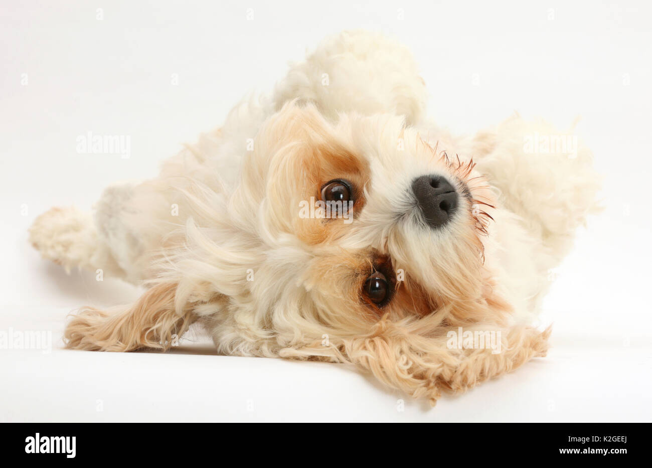 Cavalier King Charles Spaniel Maltese Mix