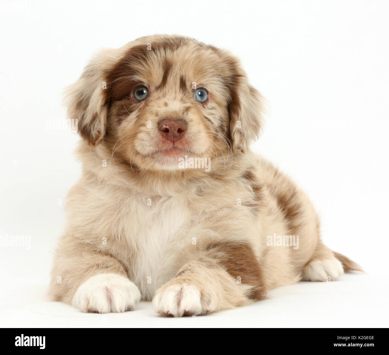 Miniature american shepherd hi-res stock photography and images - Alamy
