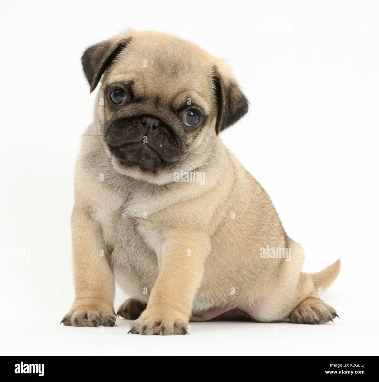 Pug dog sitting down hi-res stock photography and images - Alamy