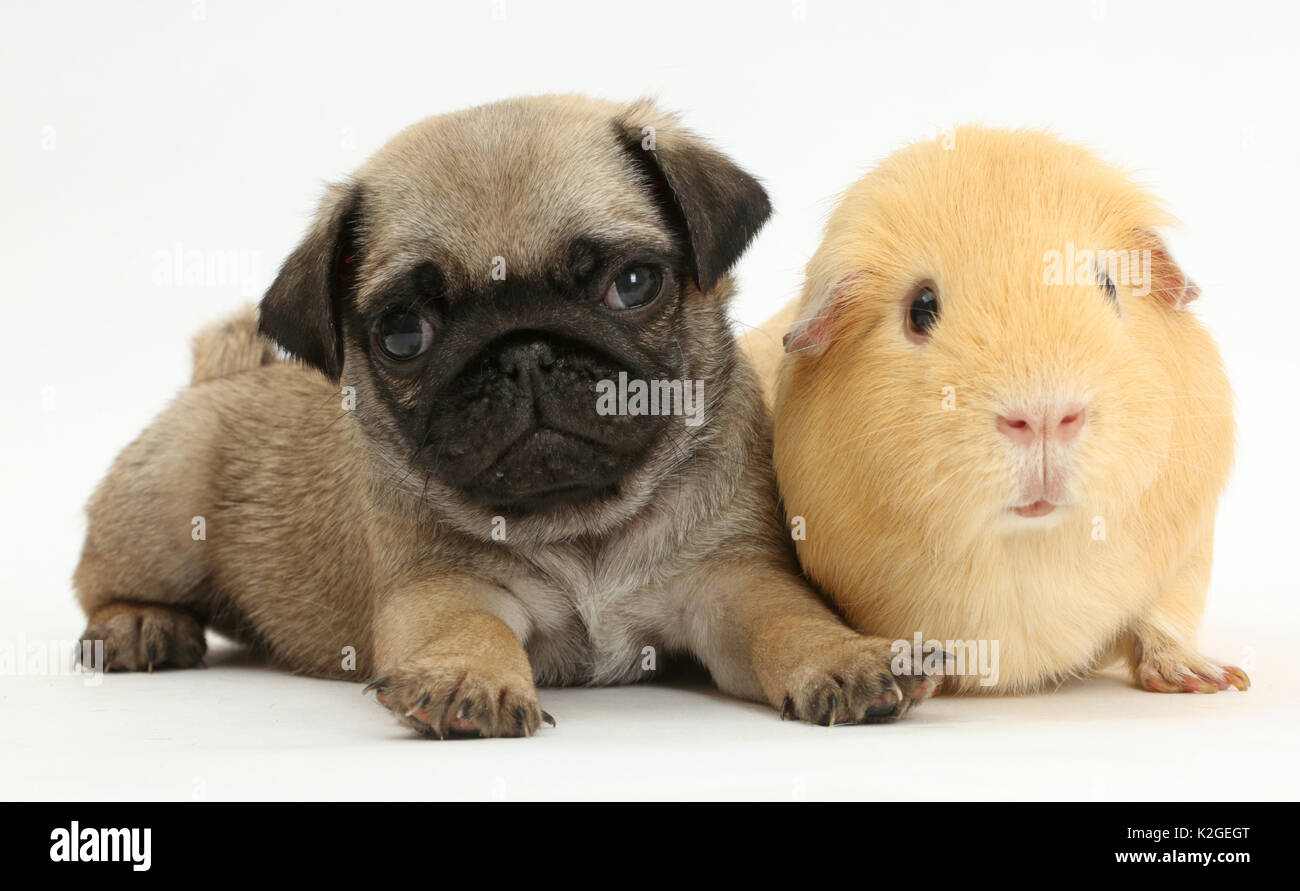 Pig the pug hi-res stock photography and images - Alamy