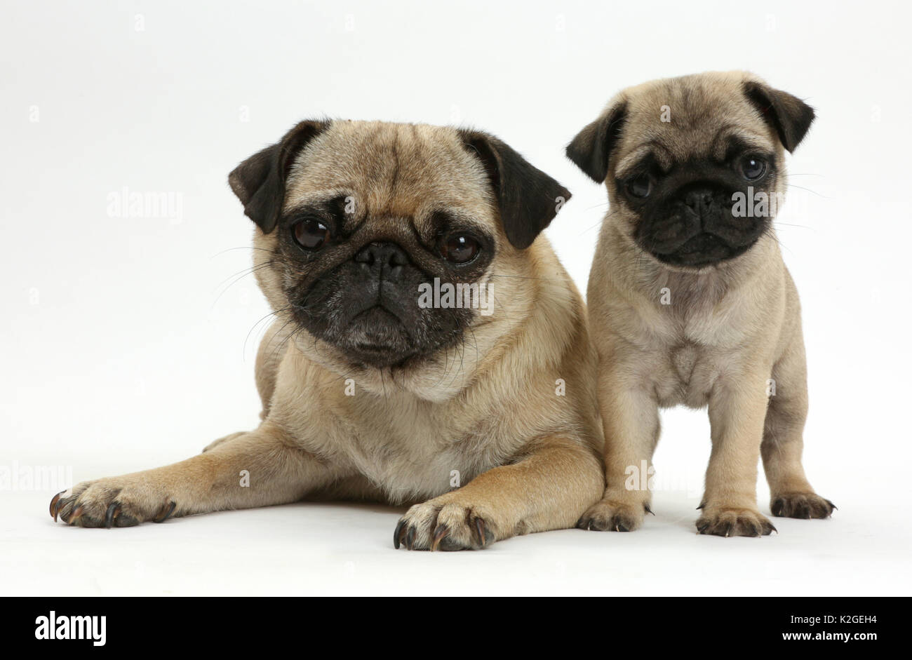 Pug mother and puppy Stock Photo - Alamy