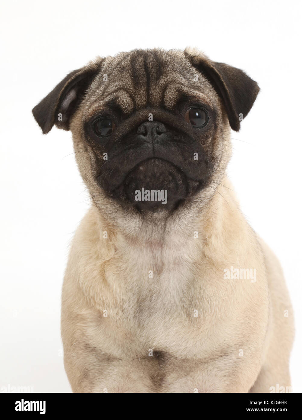 Pug puppy portrait Stock Photo - Alamy