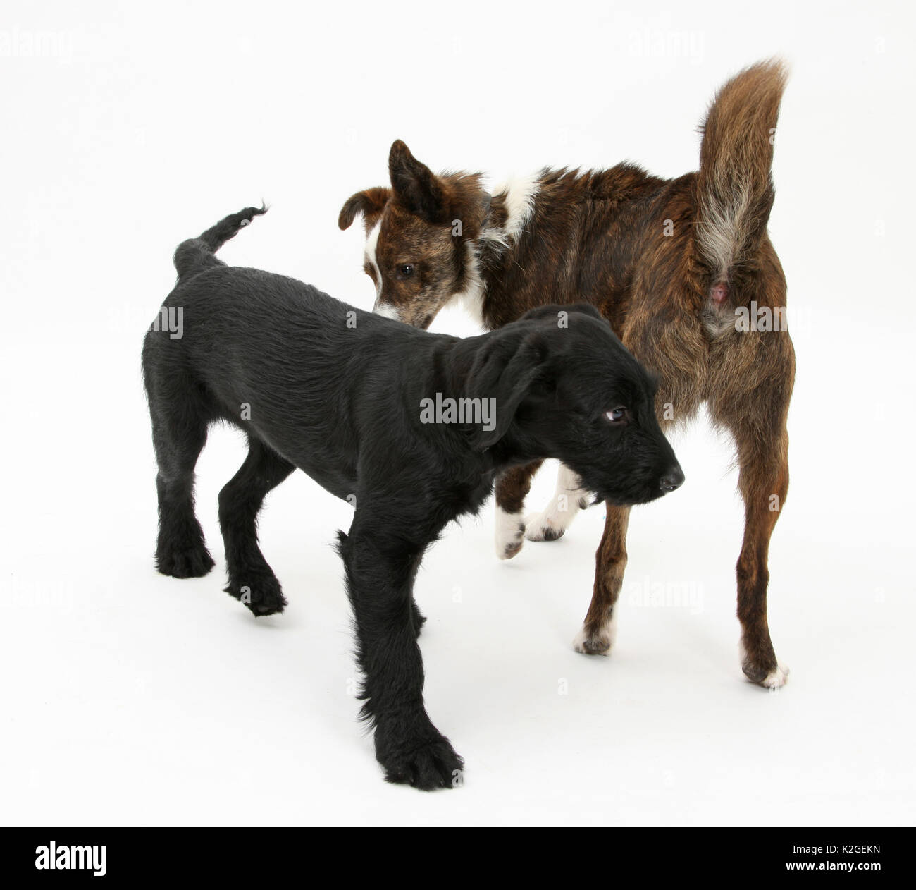 What Dog Breeds Have Hackles