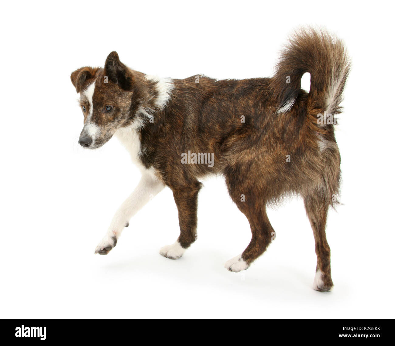 Dog hackles raised hi-res stock photography and images - Alamy