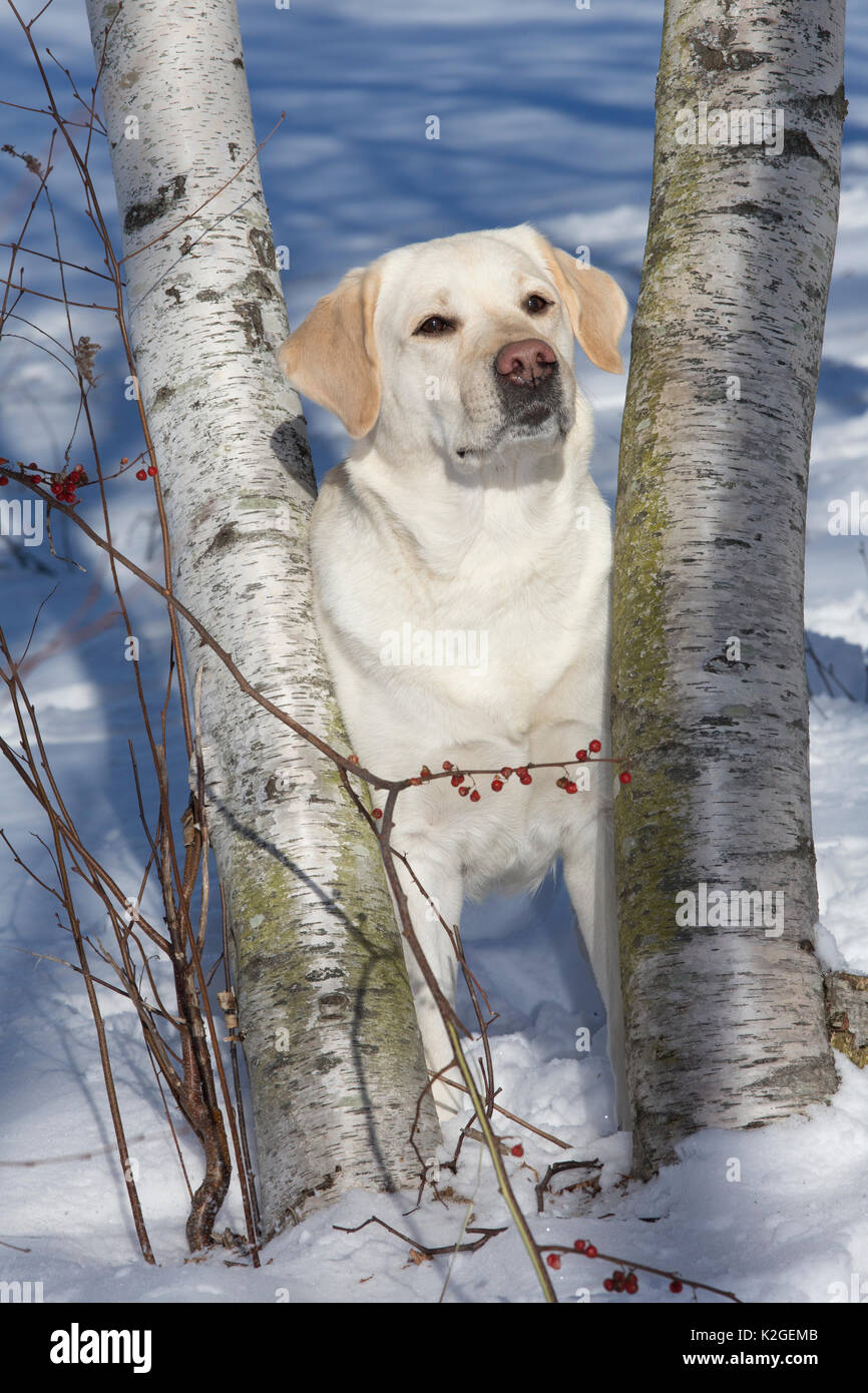 Yellow Labrador retriever between two white birch trees in fresh snow ...