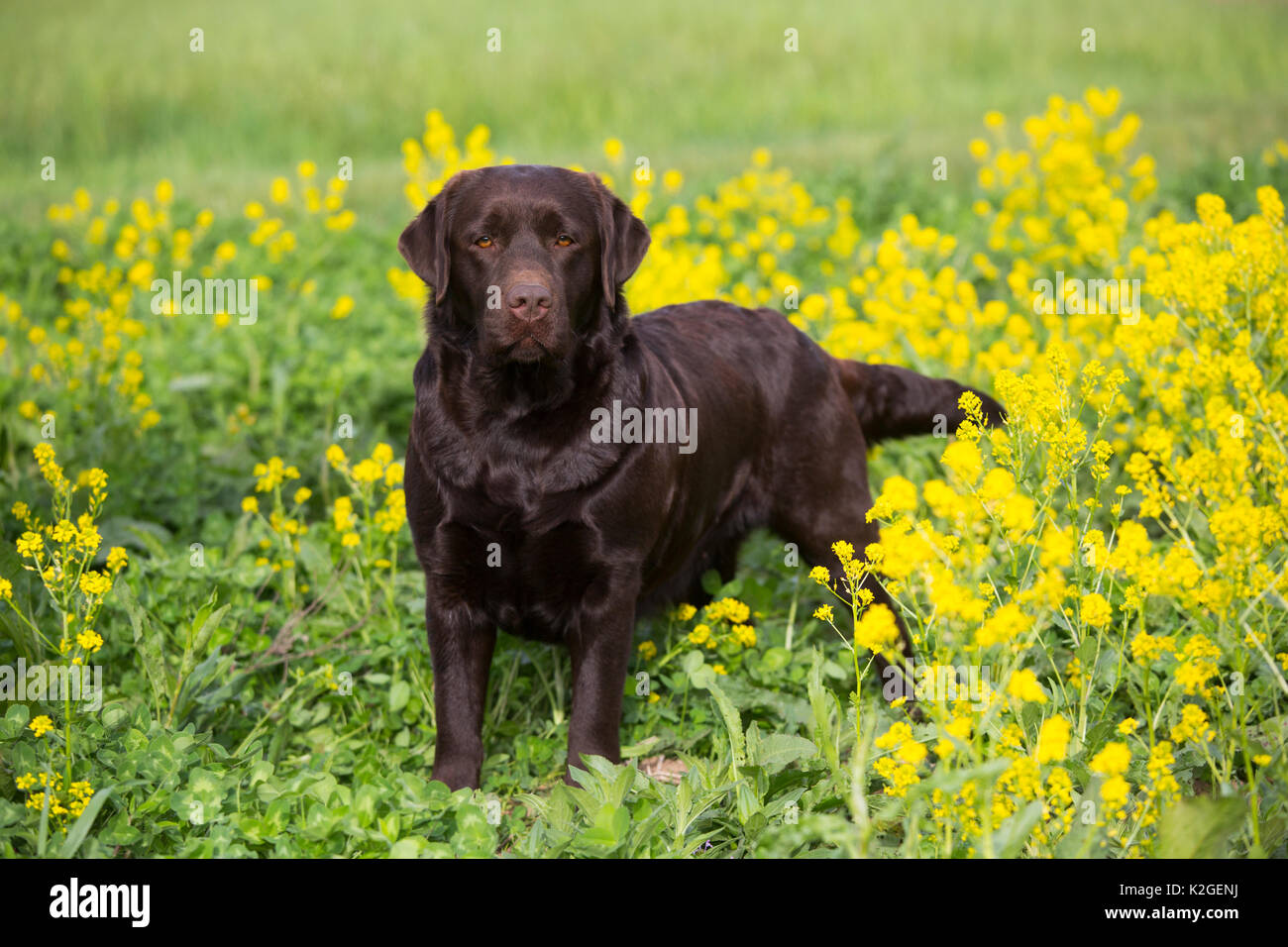 Chocolate Labrador retriever in Wild Mustard flowers, Colchester ...