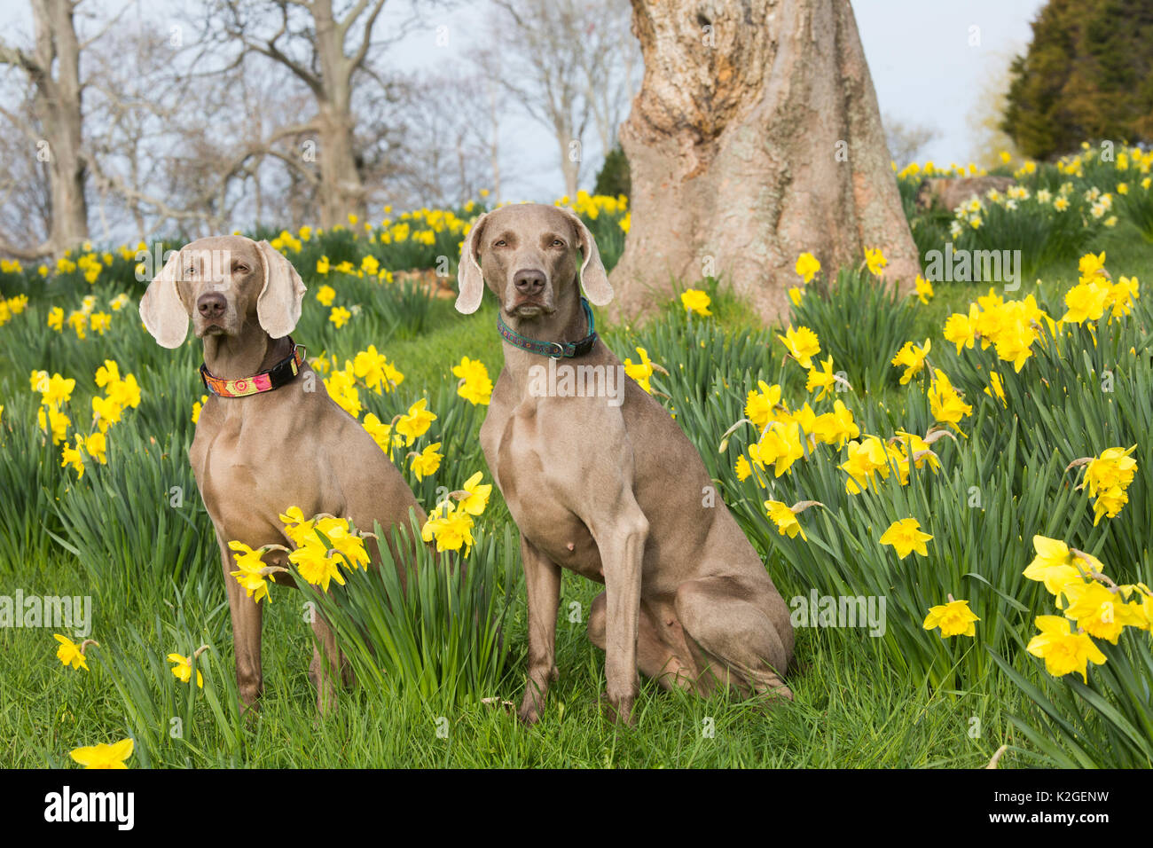 Weimaraners hi-res stock photography and images - Alamy