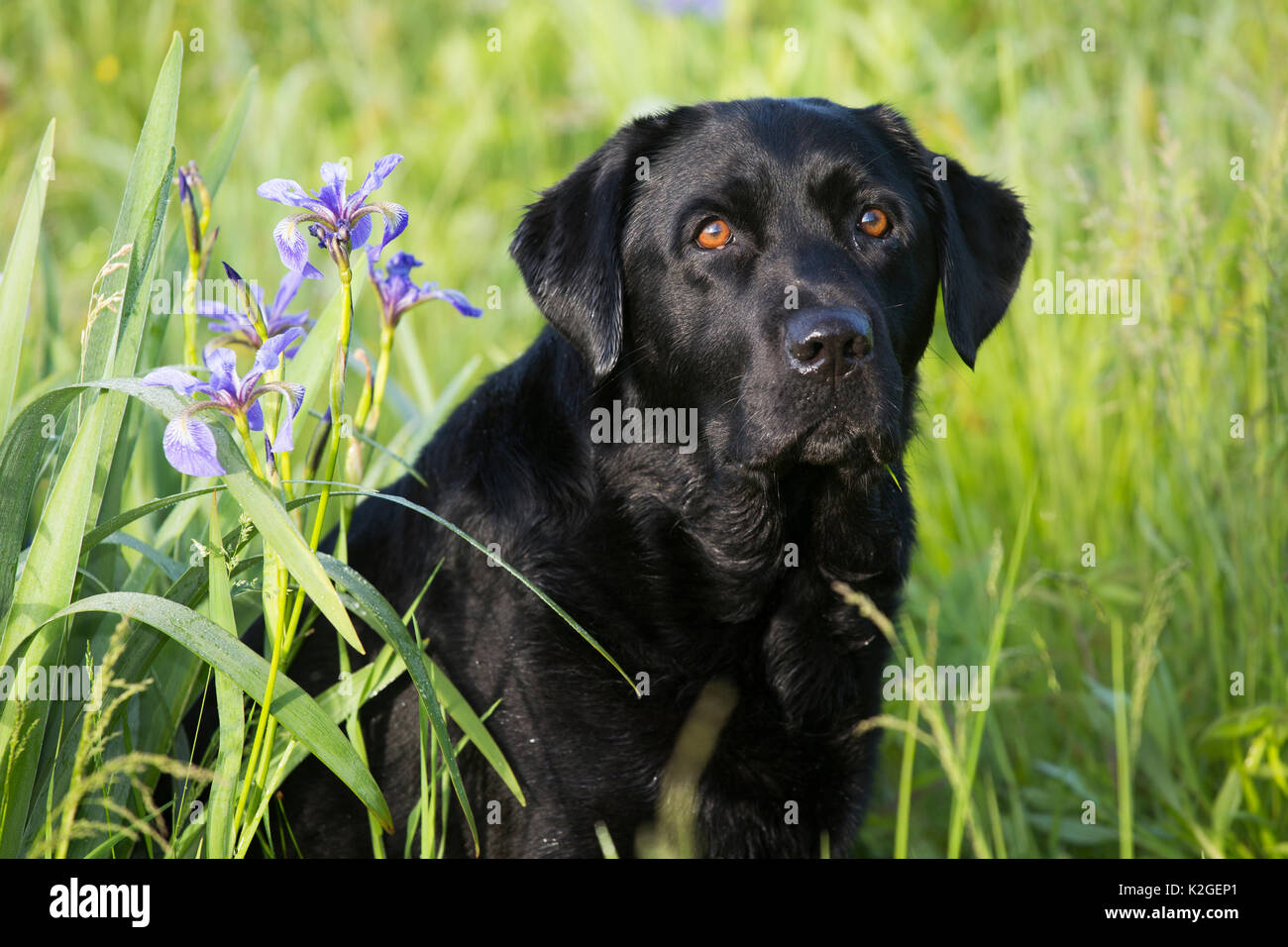 Labrador retriever in early summer vegetation hi-res stock photography ...