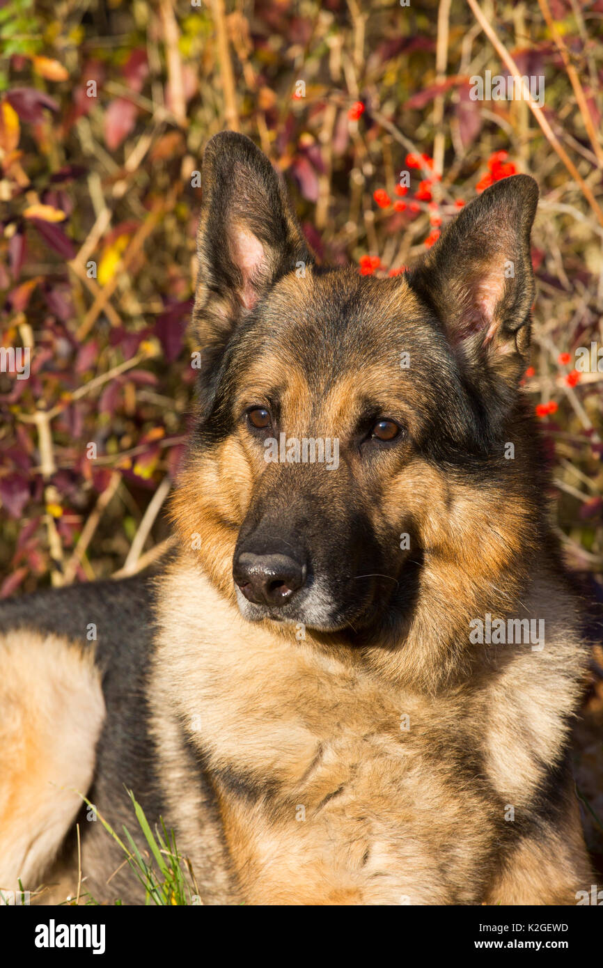 German Shepherd Dog by swale, Tolland, Connecticut, USA Stock Photo - Alamy
