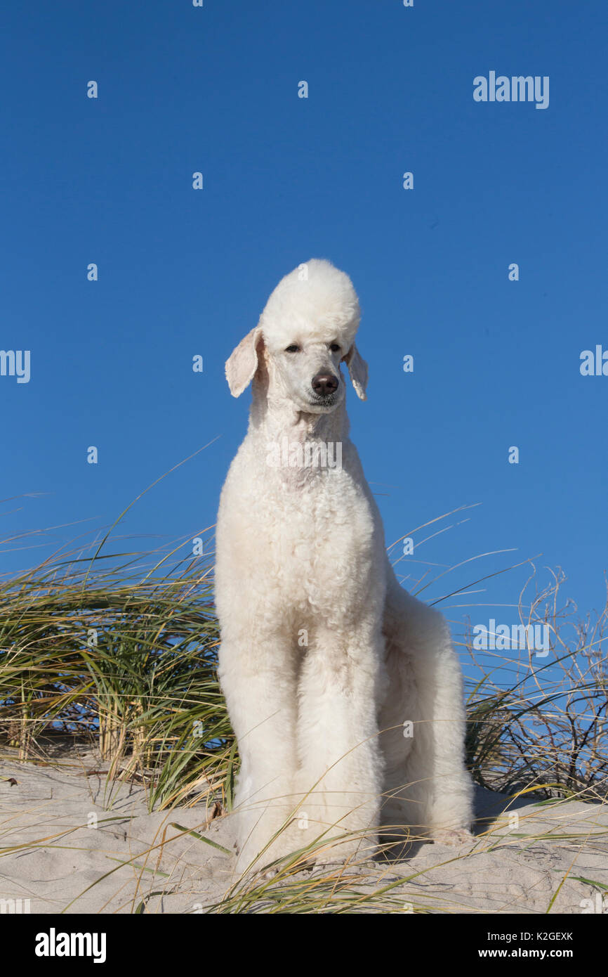 Standard Poodle on beach dune, Waterford, Connecticut, USA Stock Photo ...