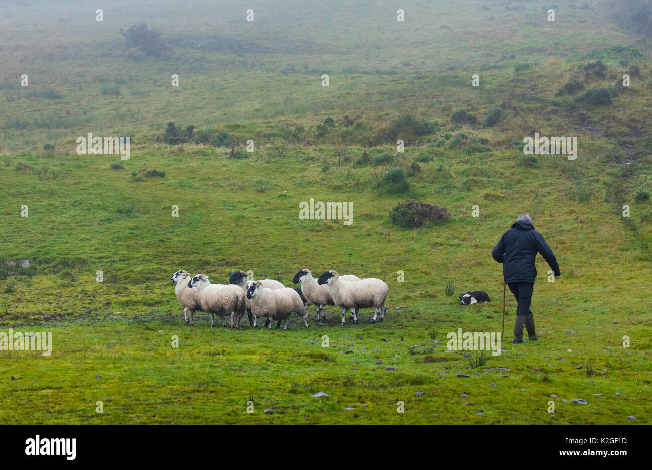 Sheepdog herding sheep hi-res stock photography and images - Alamy
