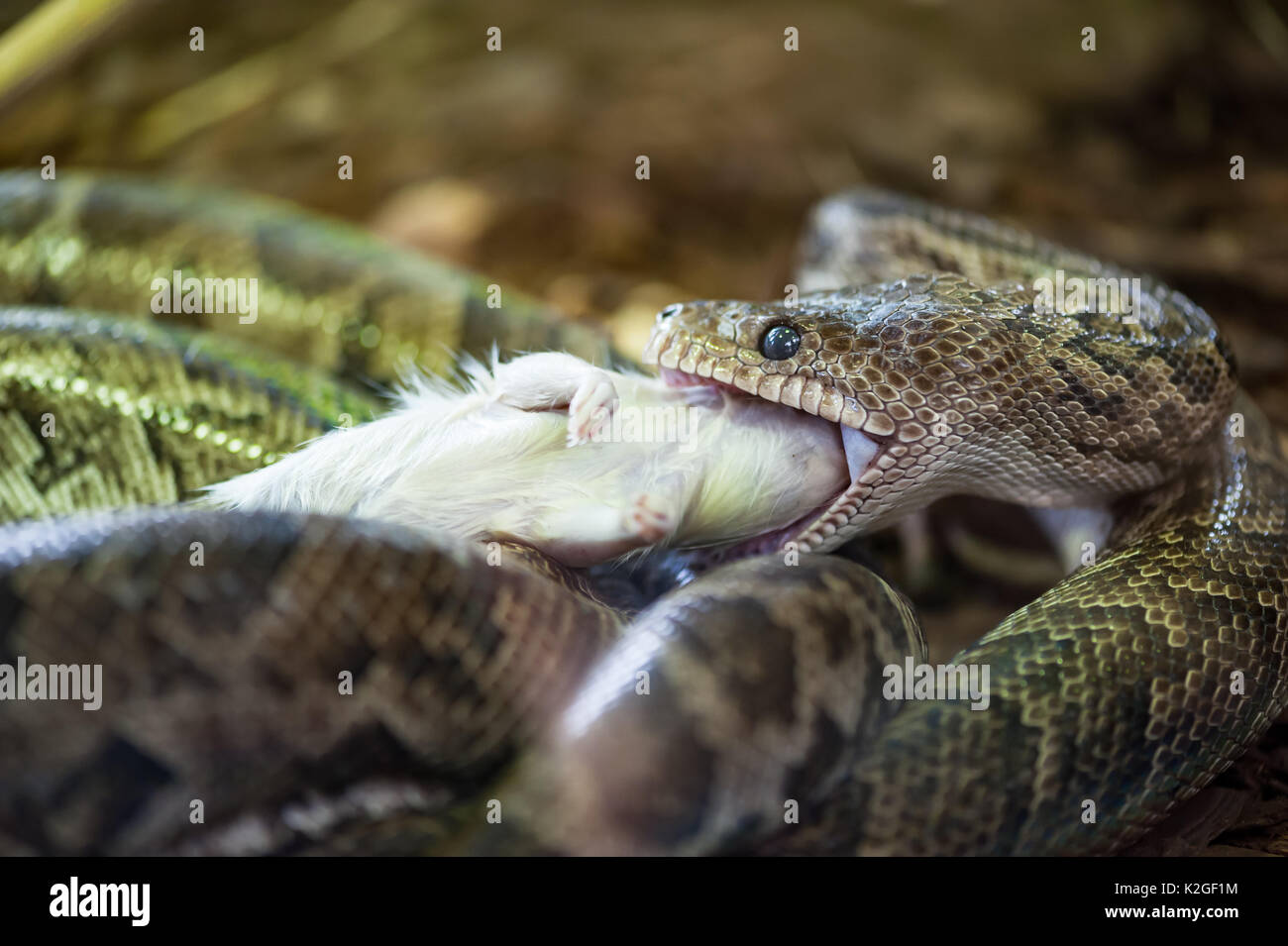 Snake eating a white mouse Stock Photo - Alamy