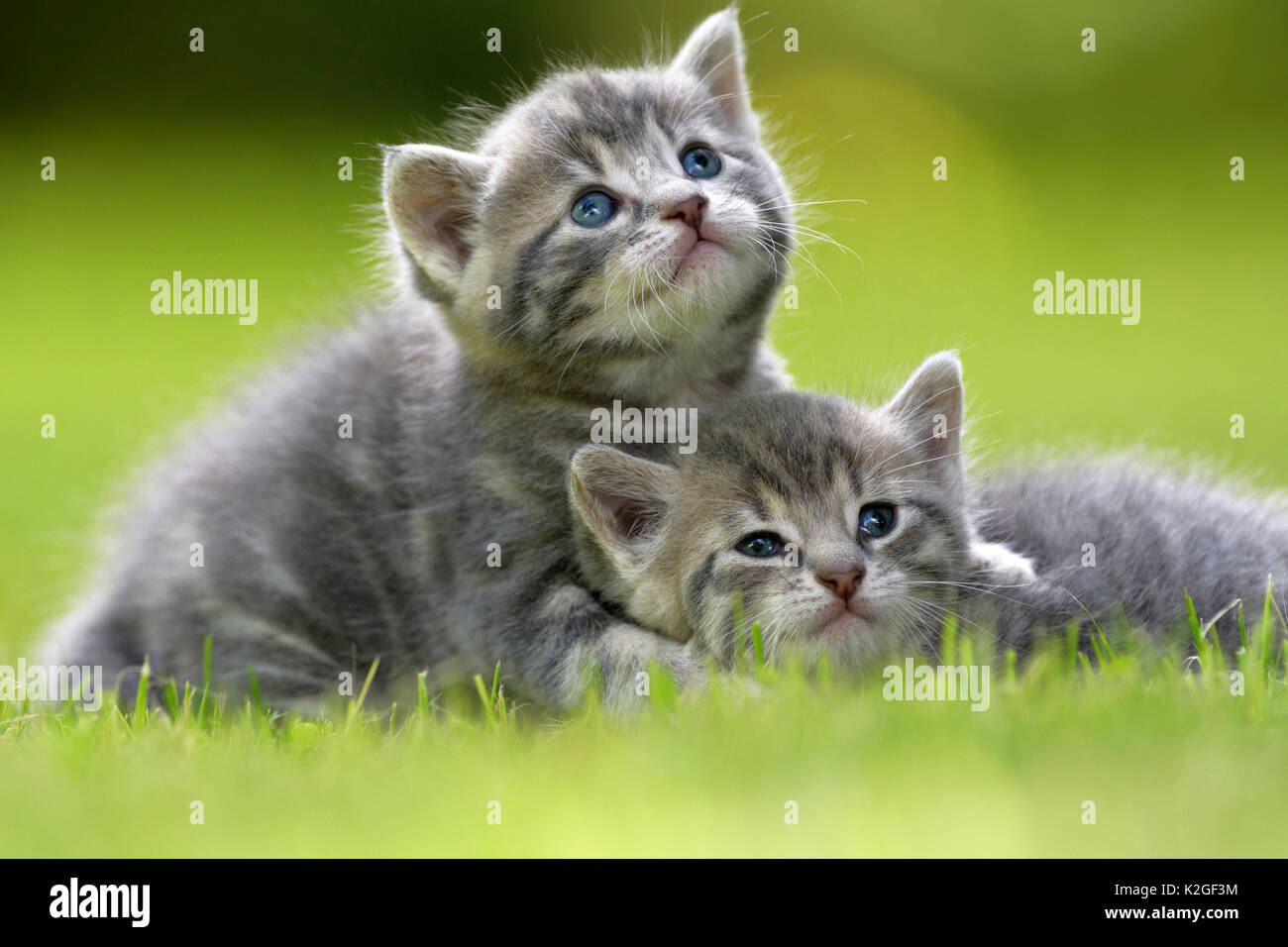 3 cats together hi-res stock photography and images - Alamy