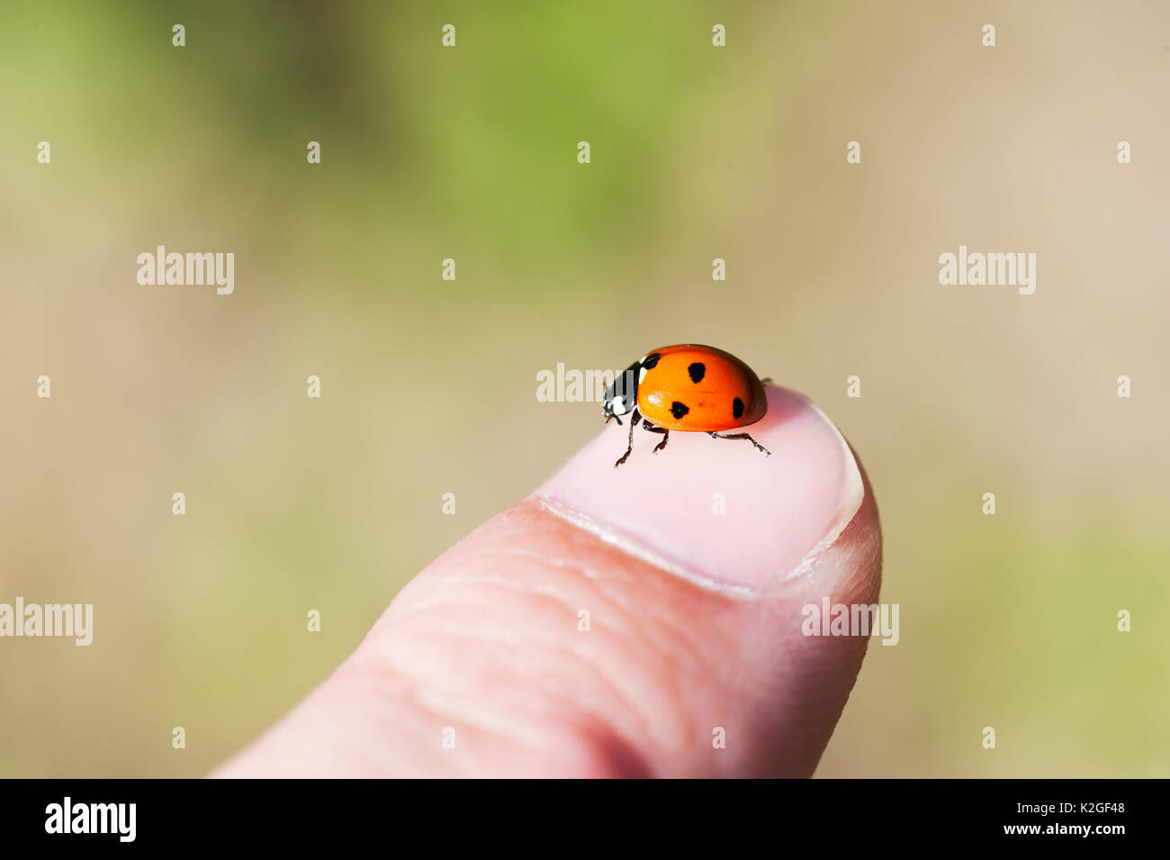 Ladybug on a finger Stock Photo - Alamy