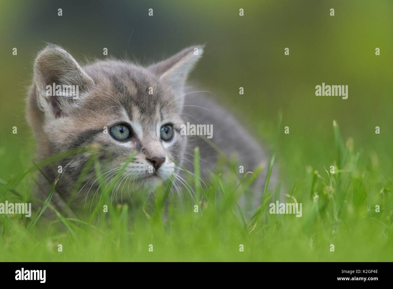 Domestic cat (Felis catus) 5 week kitten in grass, kittens Eure et Loir ...