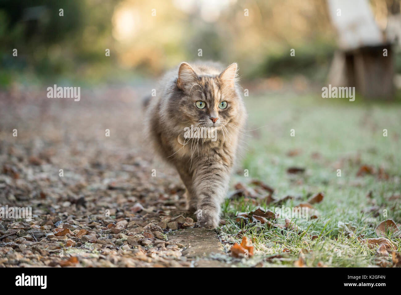 Tortoiseshell cat in forest hi-res stock photography and images - Alamy