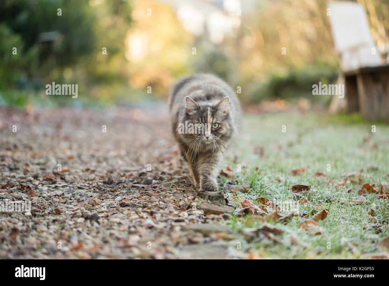 Siberian forest cat, (Felis catus), with tortoiseshell pattern, age 2 ...