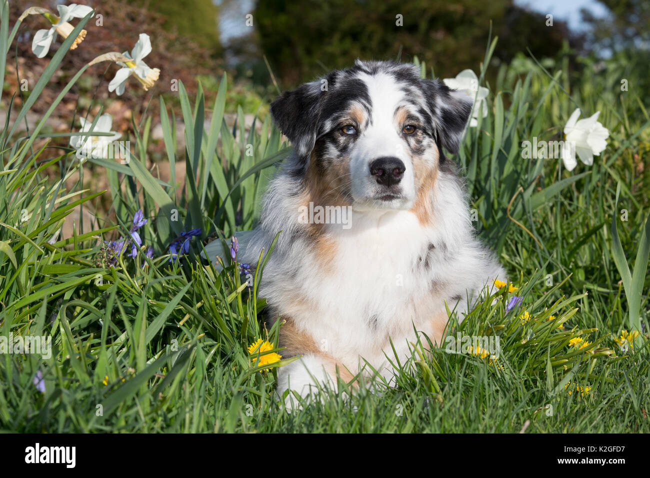 Australian Shepherd lying among spring flowers, USA Stock Photo - Alamy
