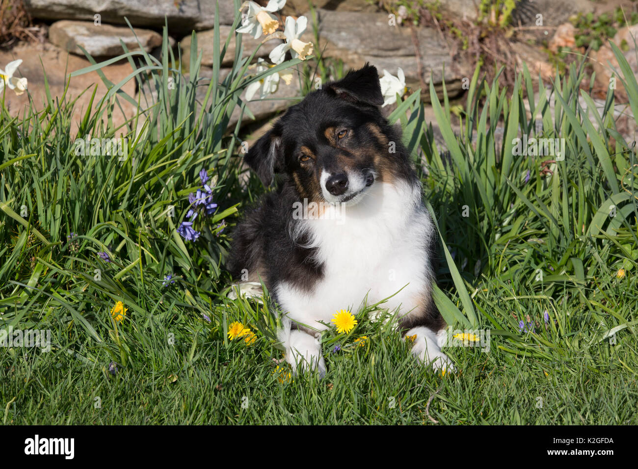 Australian shepherd lying among spring flowers hi-res stock photography ...