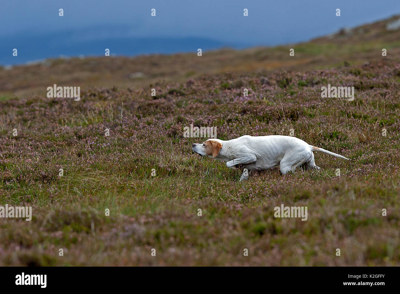 Pointer (Canis lupus familiaris) pointing on moorland, Scotland, UK ...