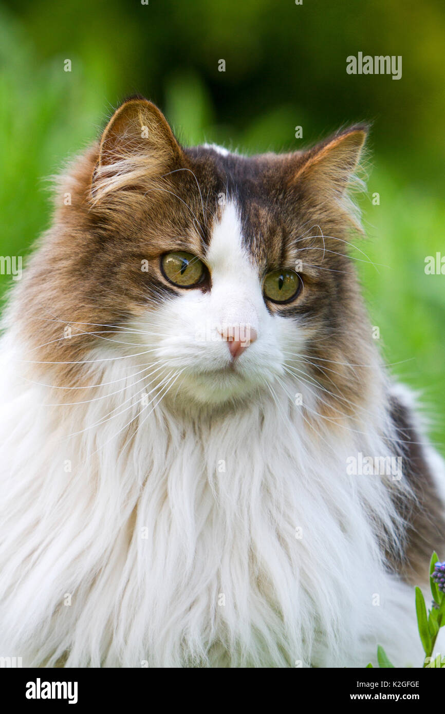 Long haired domestic cat portrait, France Stock Photo - Alamy