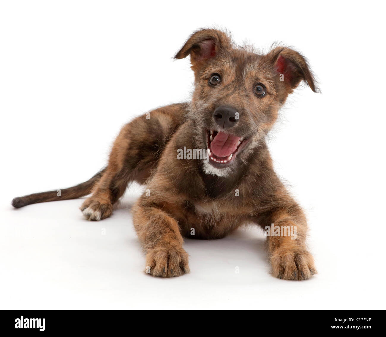 Lurcher dog head hi-res stock photography and images - Alamy