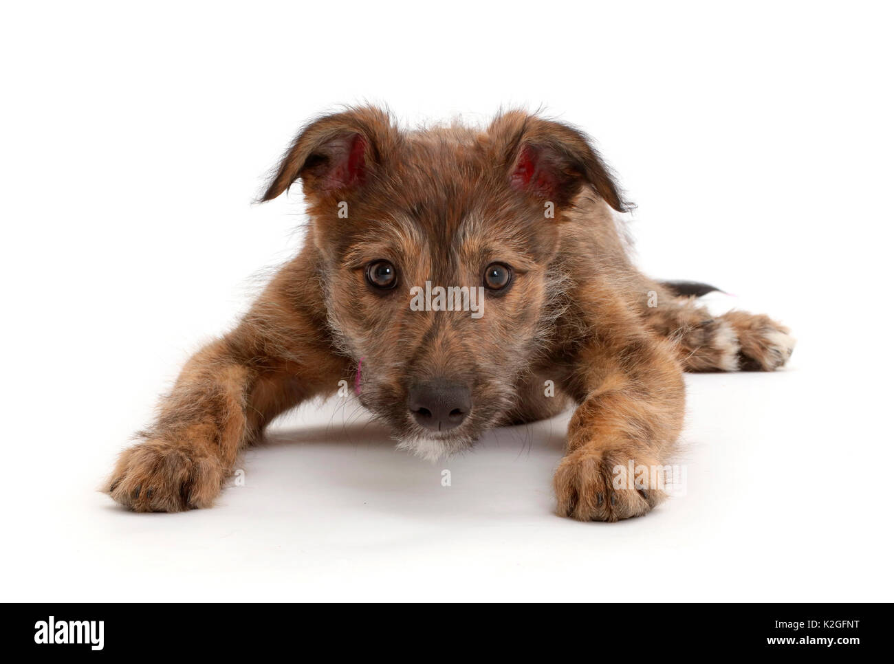 Lurcher dog head hi-res stock photography and images - Alamy