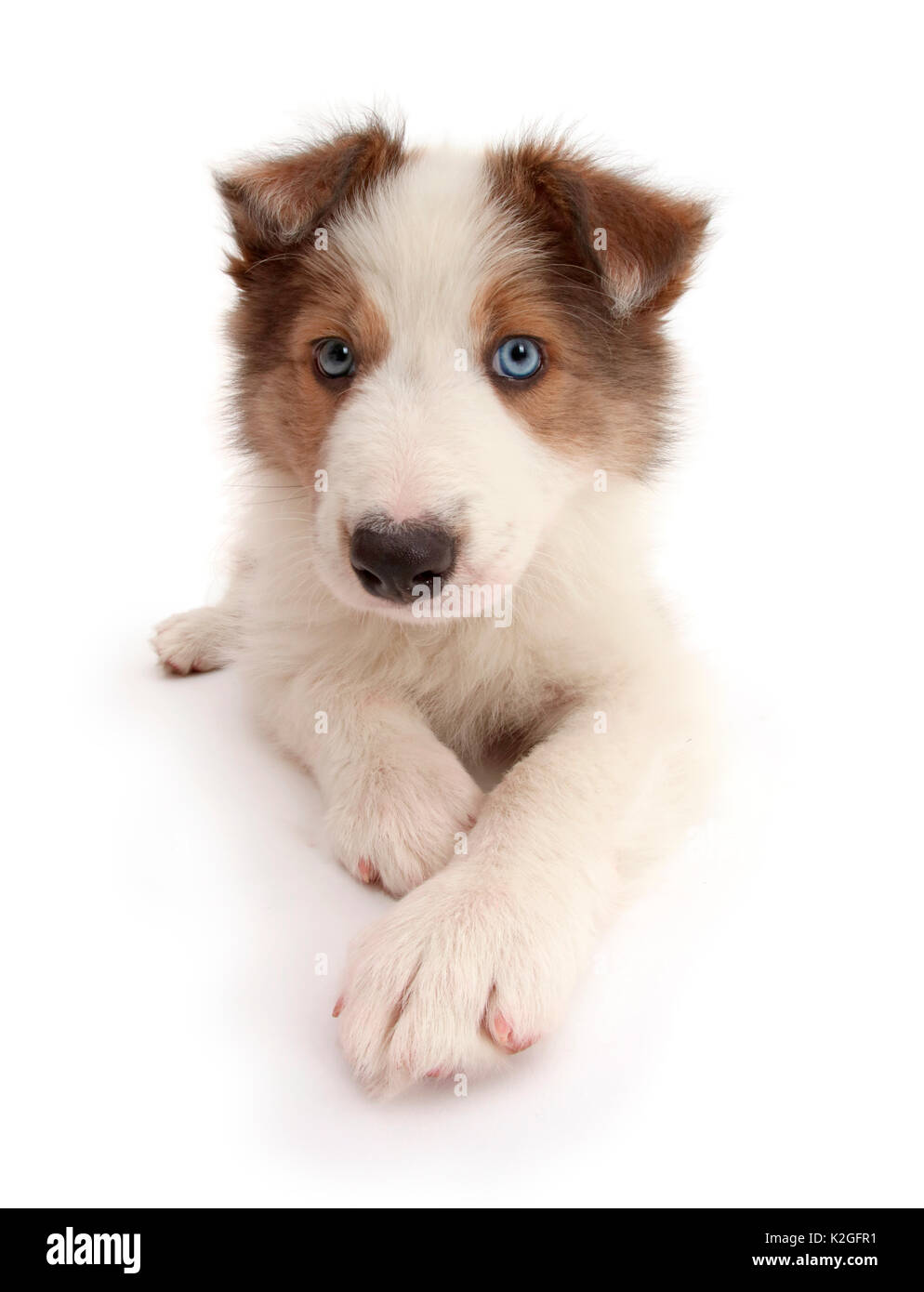 Sable-and-white Border Collie puppy, age 8 weeks Stock Photo - Alamy