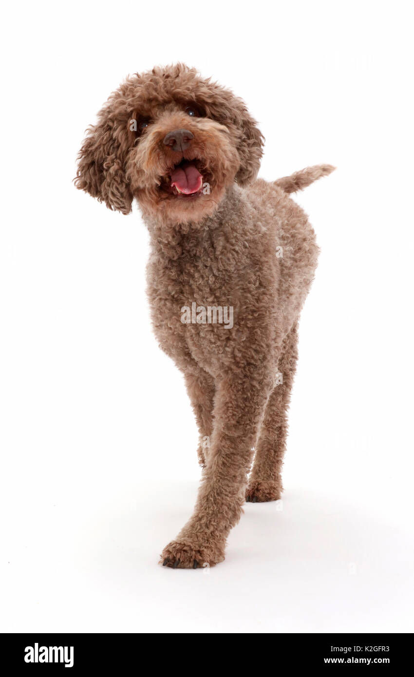 What Does A Lagotto Dog Look Like