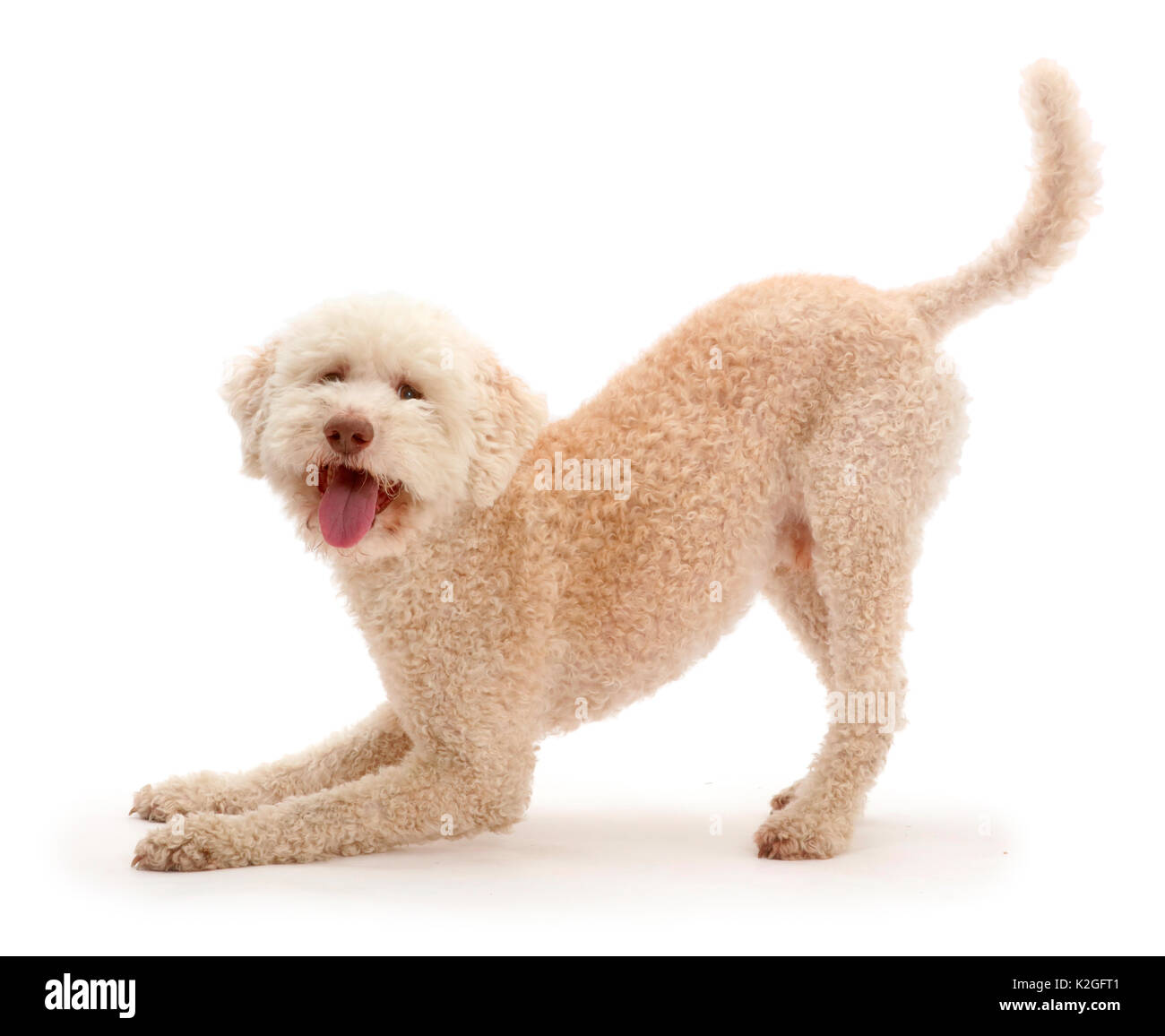 Dog play bow hi-res stock photography and images - Alamy