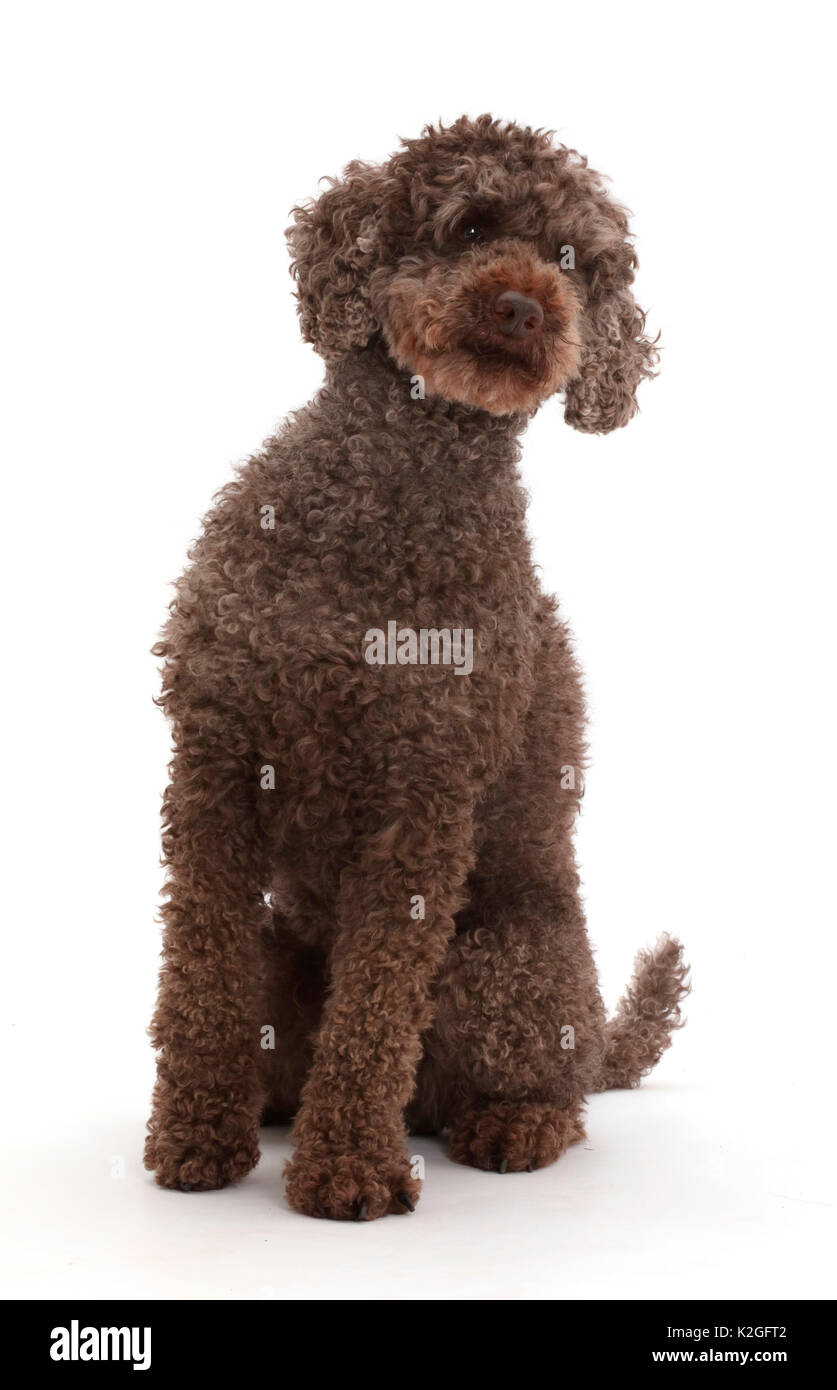 Poodle sitting hi-res stock photography and images - Alamy