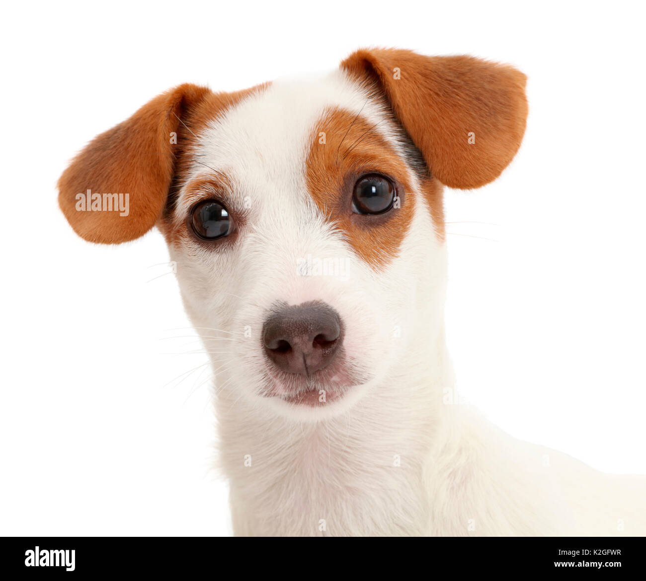 Jack russell terrier hi-res stock photography and images - Alamy