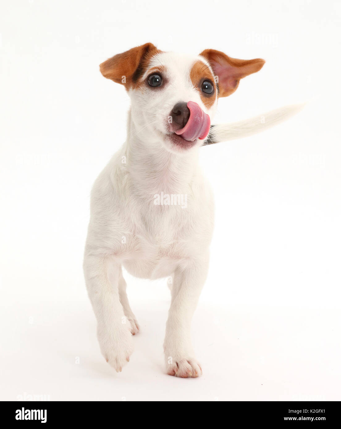 Nose licking hi-res stock photography and images - Alamy