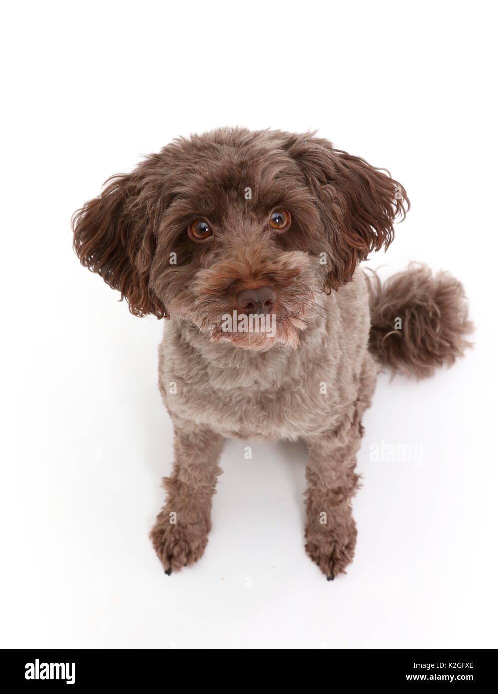 Mixed breed terrier sitting Cut Out Stock Images & Pictures - Alamy